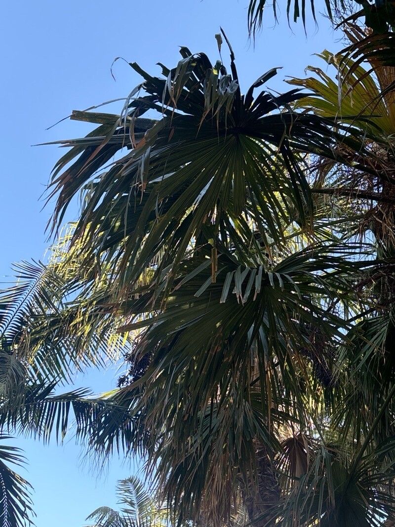 How to Propagate Livistona saribus - Propagate One