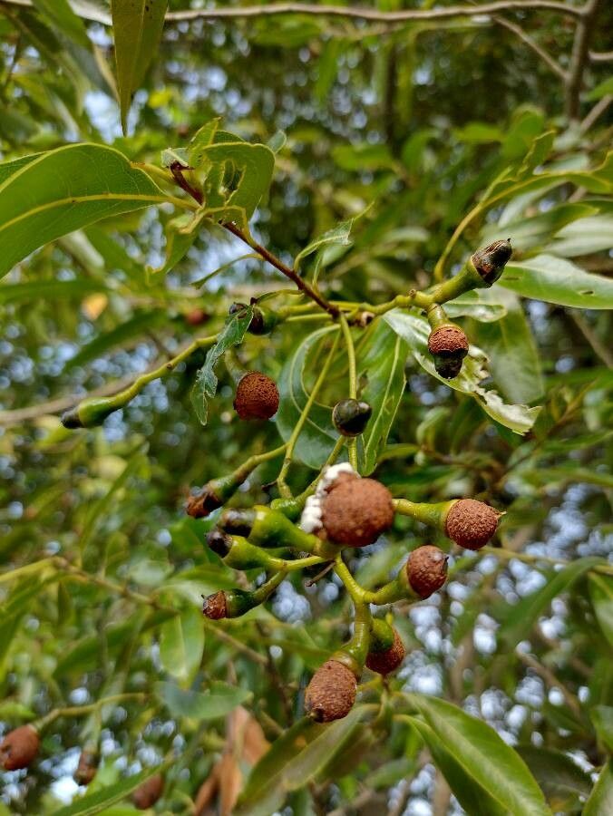 How to Propagate Ocotea diospyrifolia - Propagate One