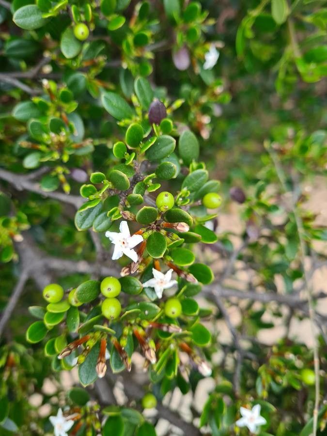 How to Propagate Alyxia buxifolia - Propagate One