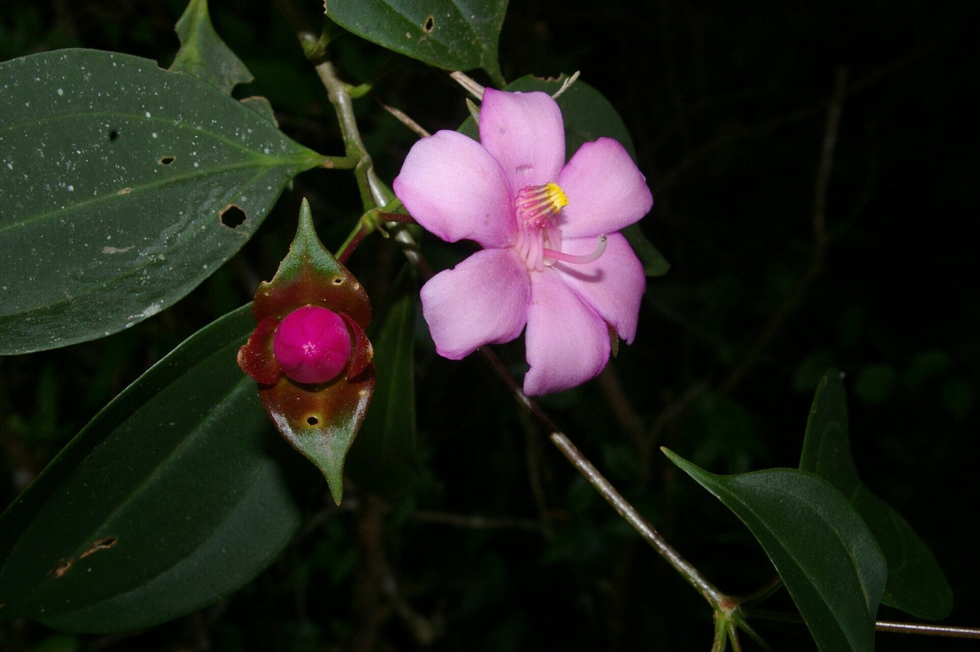 How to propagate How to Propagate Blakea gracilis