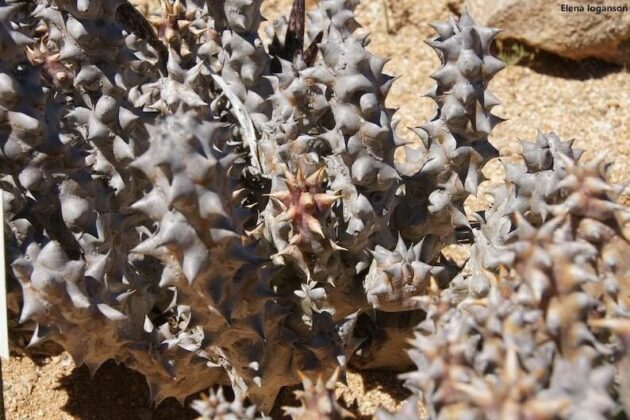 How to Propagate Quaqua mammillaris - Propagate One