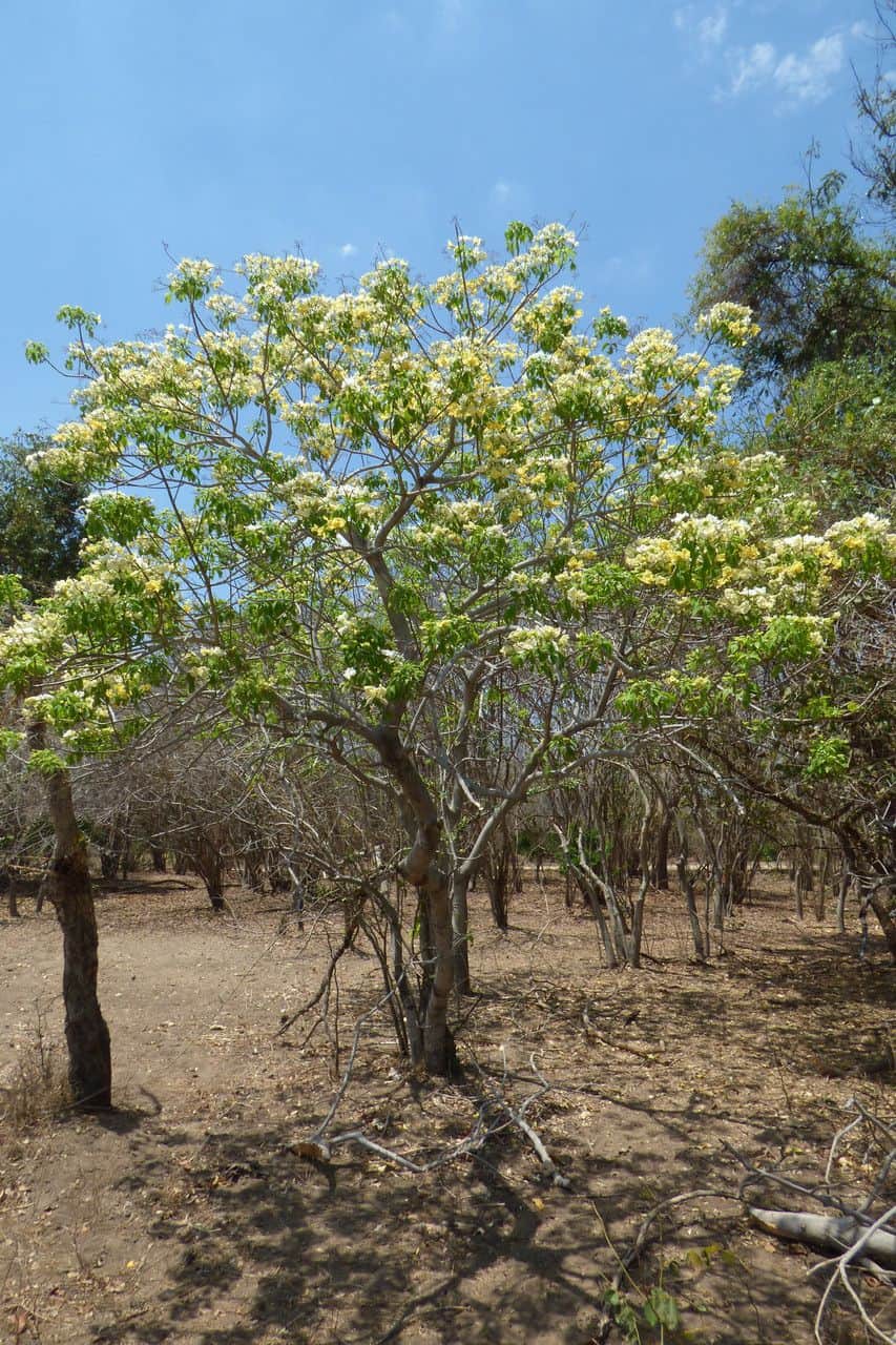 Crateva kirkii - Propagate One