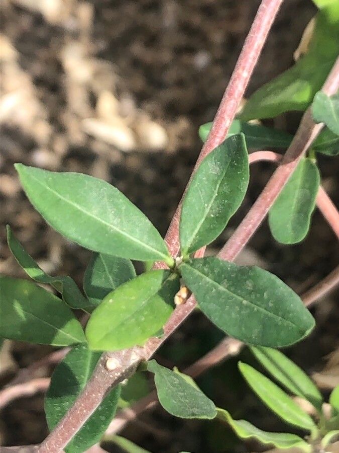 How to Propagate Fockea capensis - Propagate One