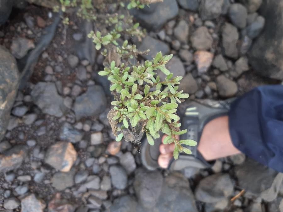 How to Propagate Rotula aquatica - Propagate One