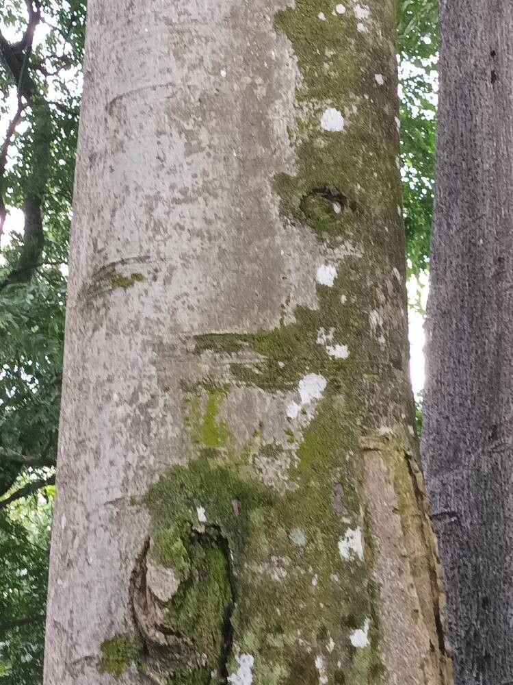 How to propagate How to Propagate Antiaris toxicaria