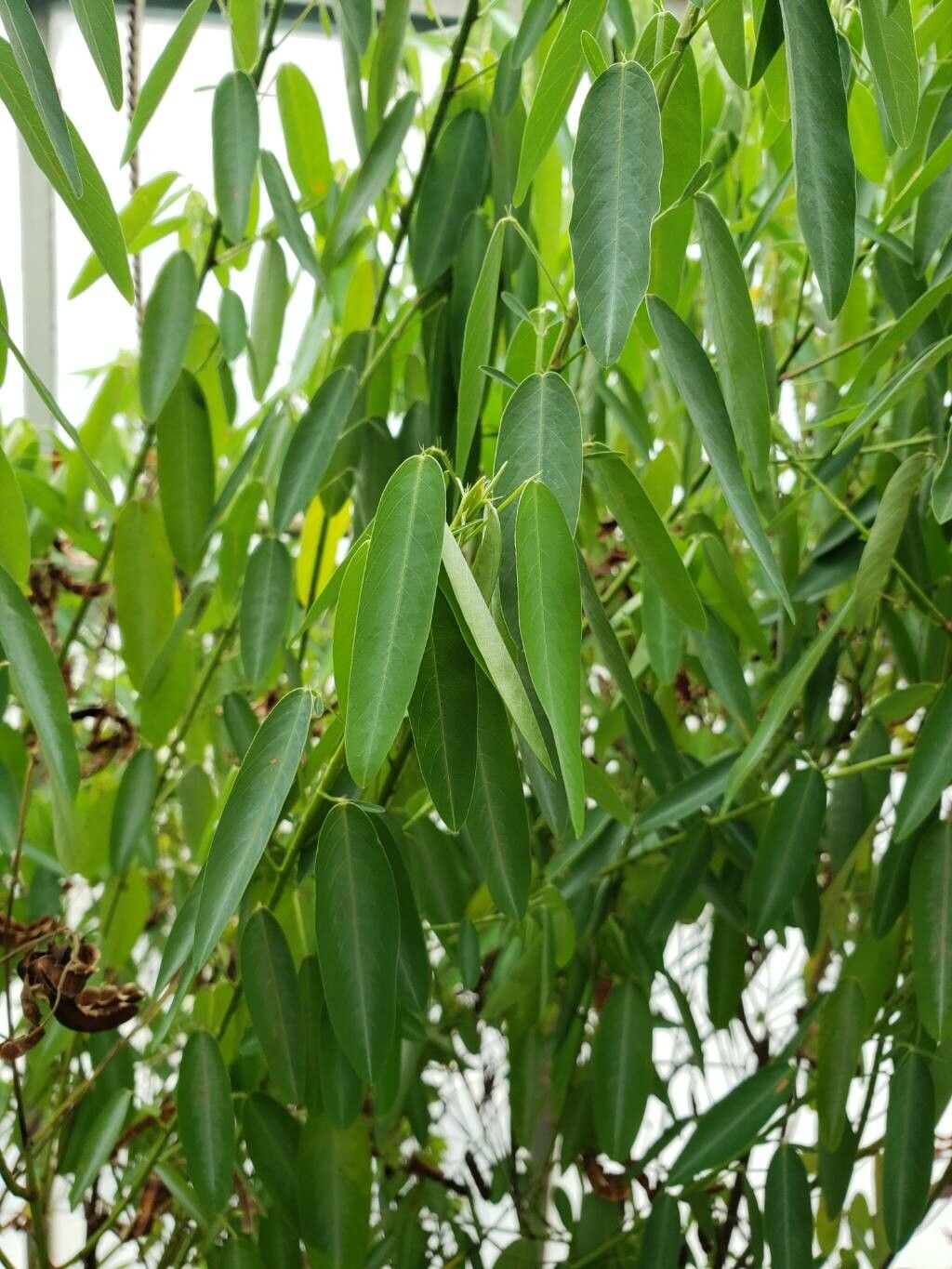 How to Propagate Codariocalyx motorius - Propagate One