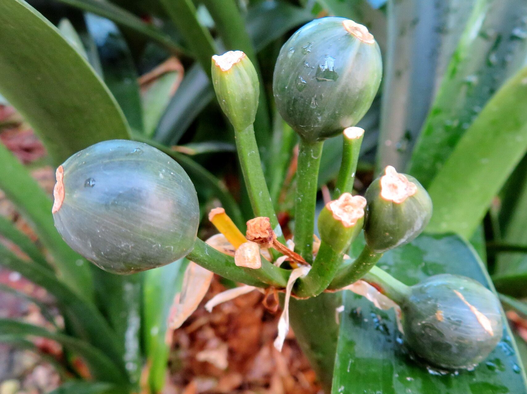 How to Propagate Clivia miniata - Propagate One