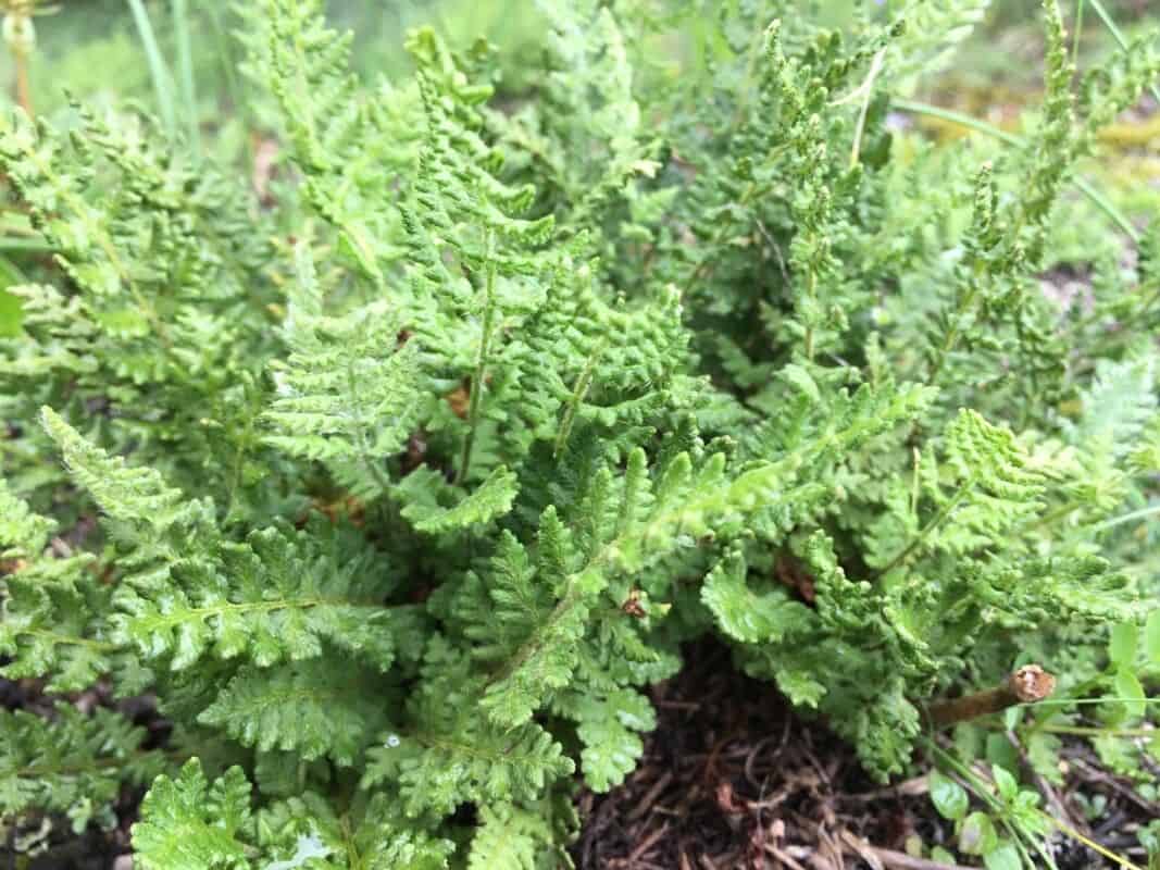 How to Propagate Woodsia ilvensis - Propagate One