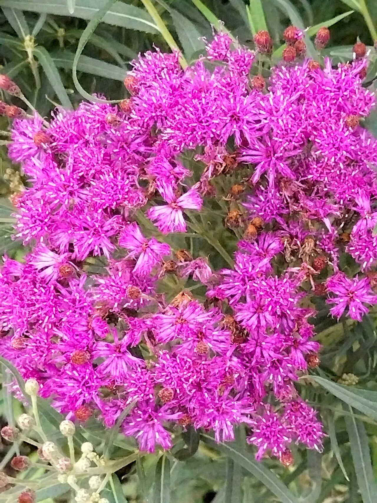 How to Propagate Vernonia marginata - Propagate One