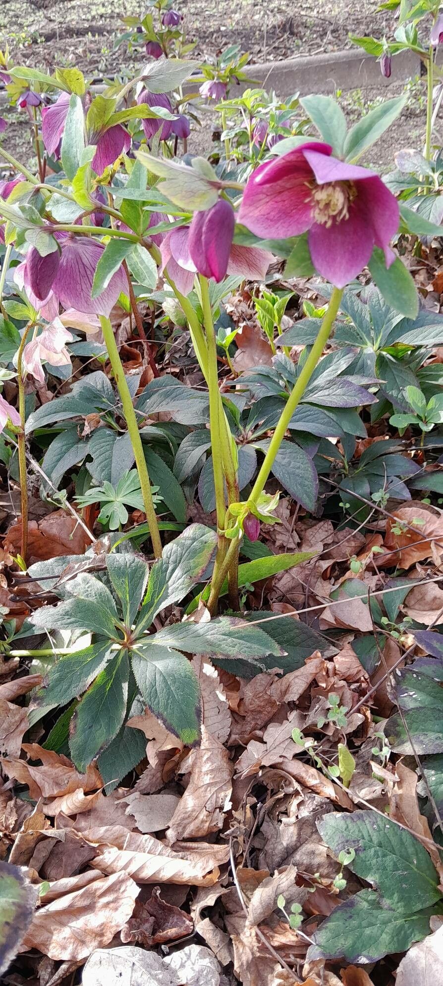 How to propagate How to Propagate Helleborus × hybridus