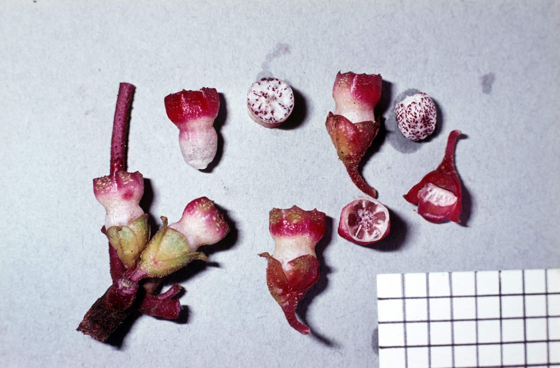 How to propagate How to Propagate Blakea parasitica