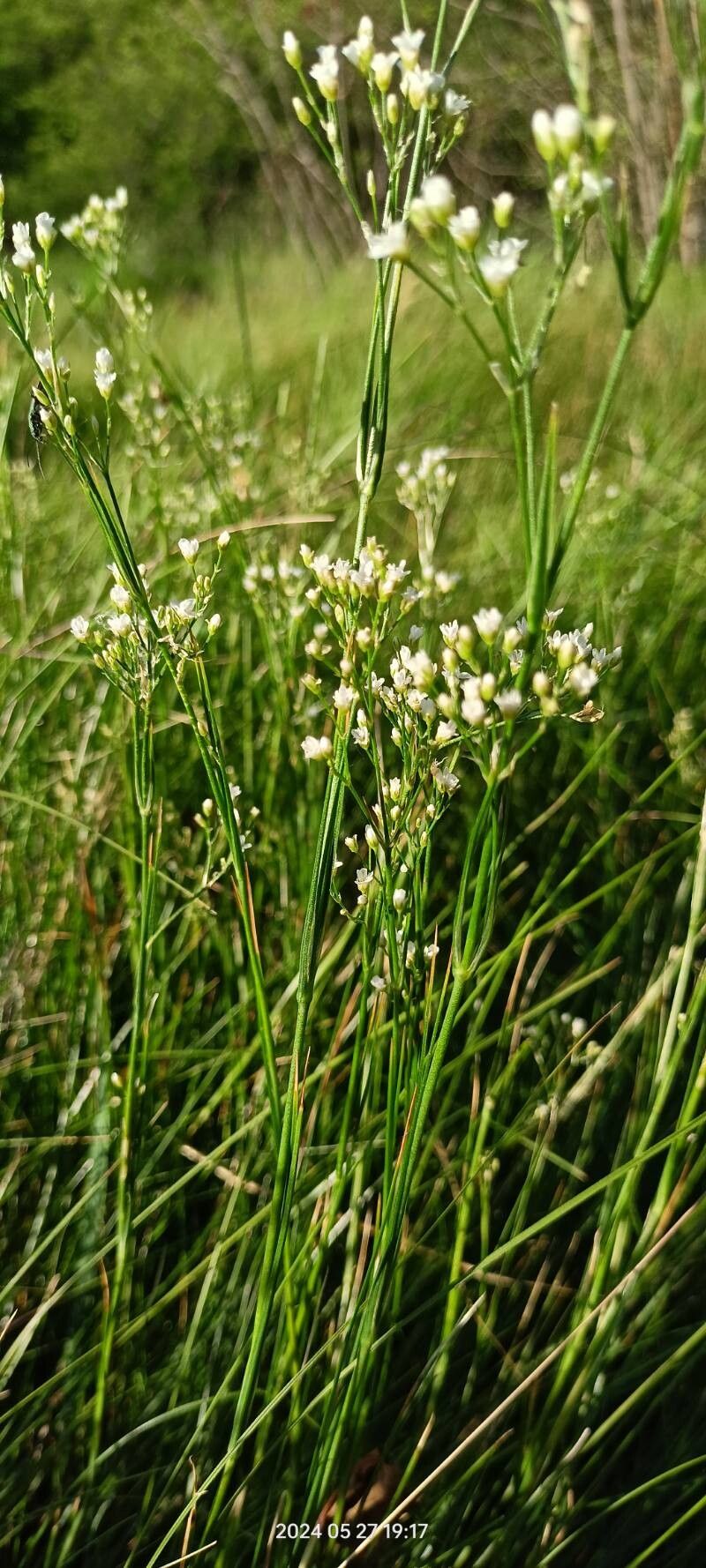 How to Propagate Eremogone longifolia - Propagate One