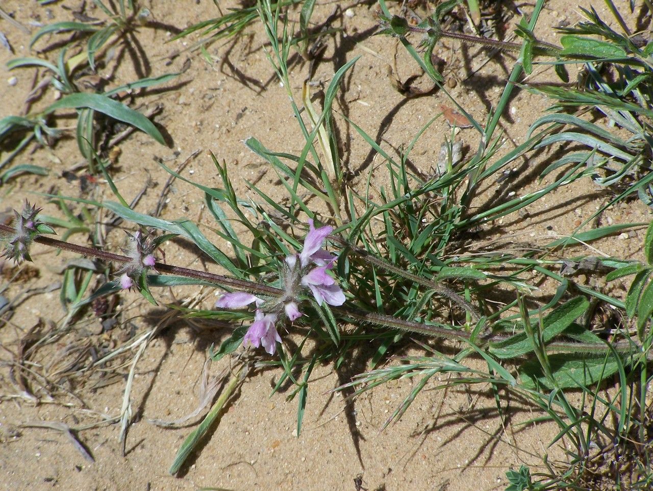 How to Propagate Stachys arenaria - Propagate One