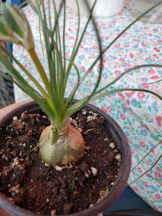 How to propagate How to Propagate Albuca polyphylla