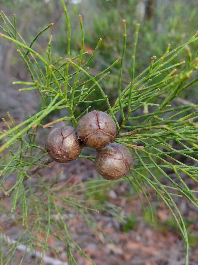 How to Propagate Callitris muelleri - Propagate One