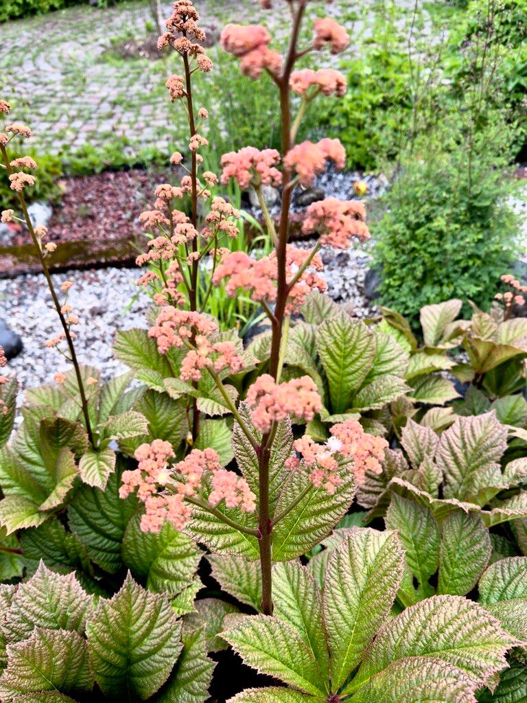 How to Propagate Rodgersia pinnata - Propagate One