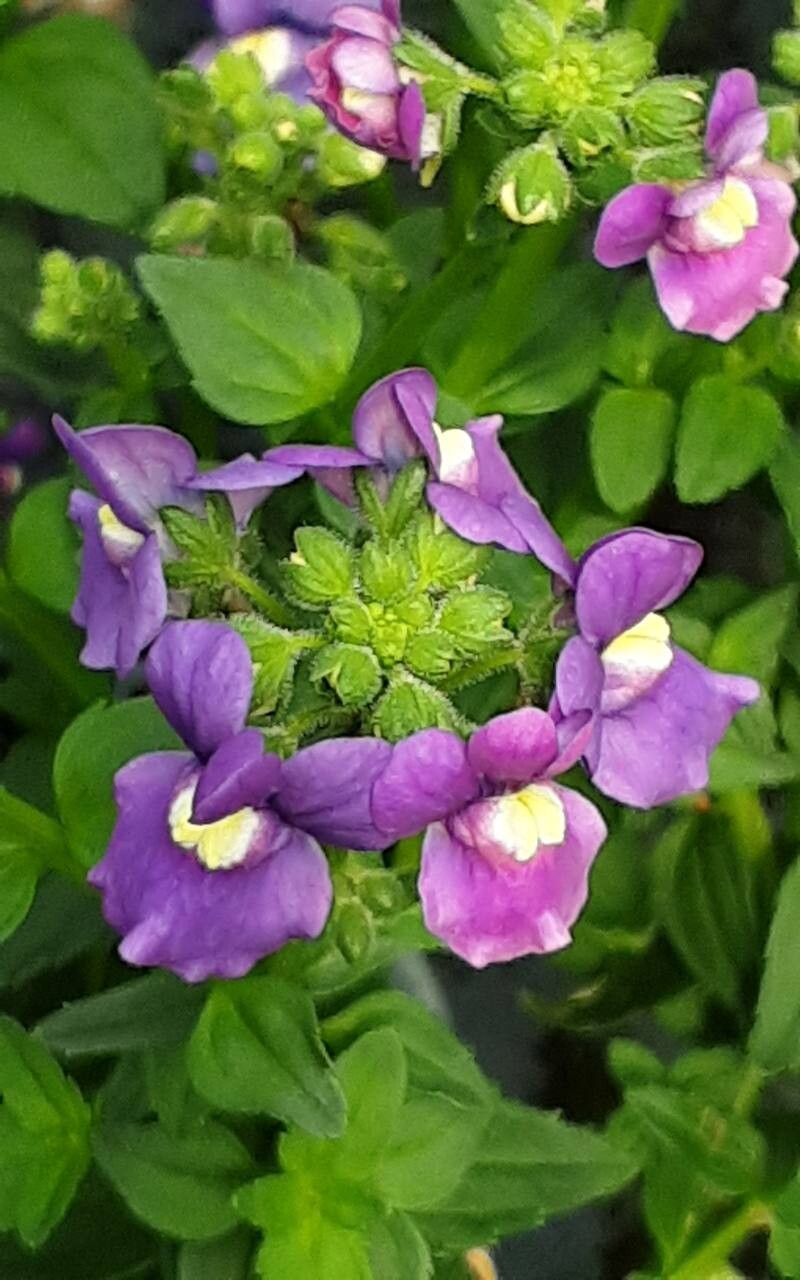 How to Propagate Mimulus ringens - Propagate One