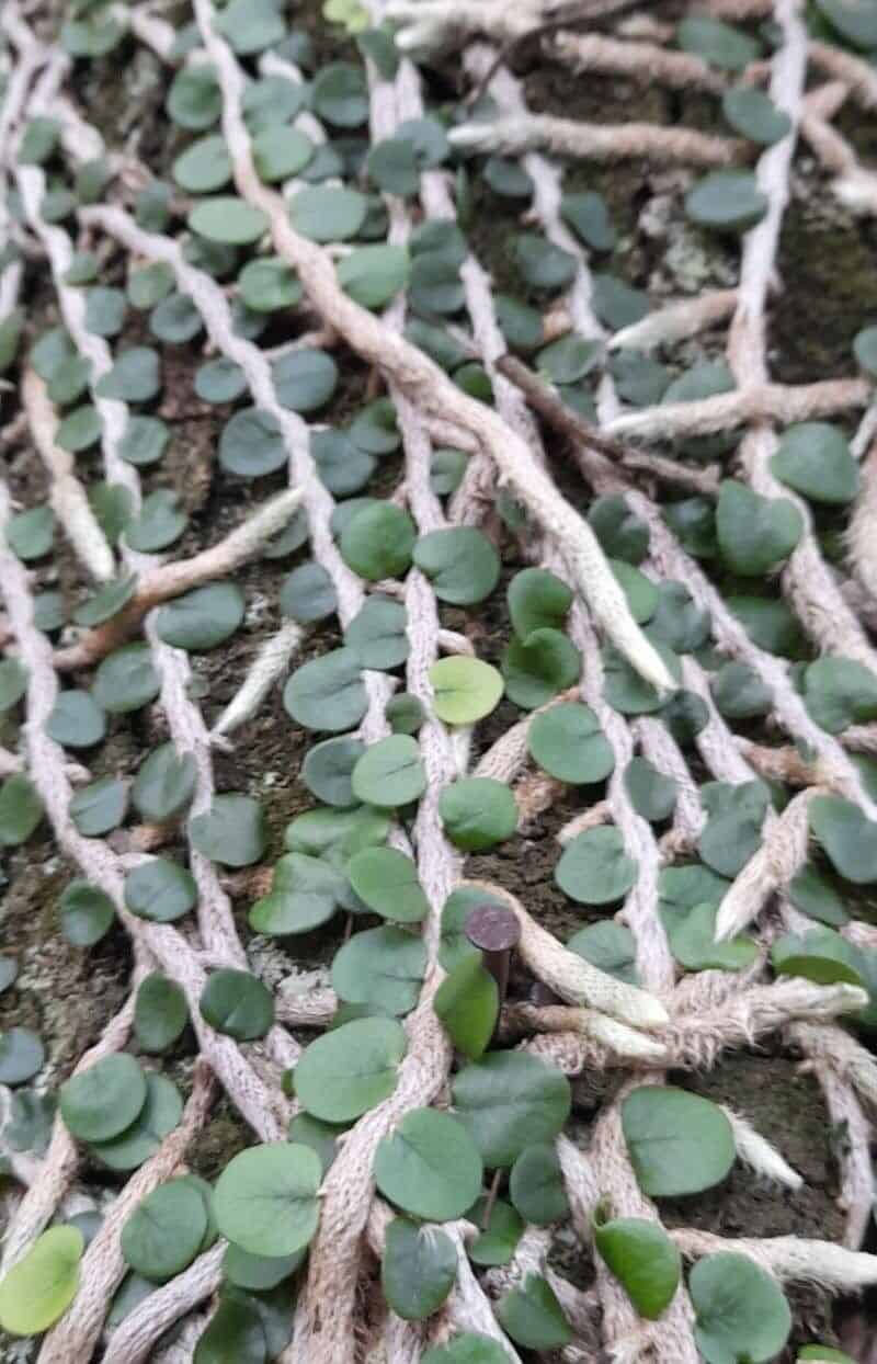 How to Propagate Microgramma vacciniifolia - Propagate One