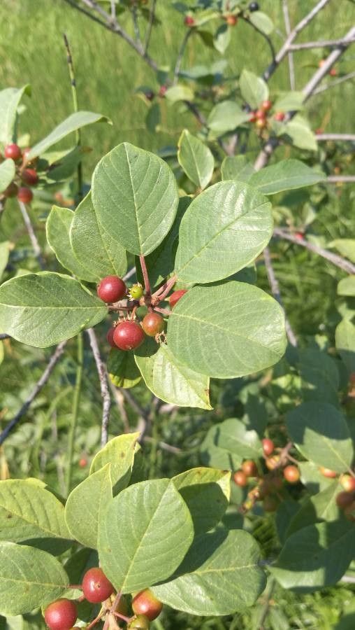 How to Propagate Frangula alnus - Propagate One