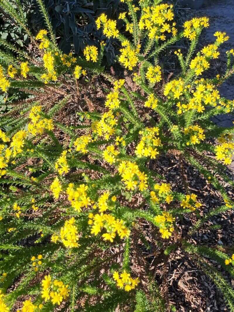 How to Propagate Euryops virgineus - Propagate One