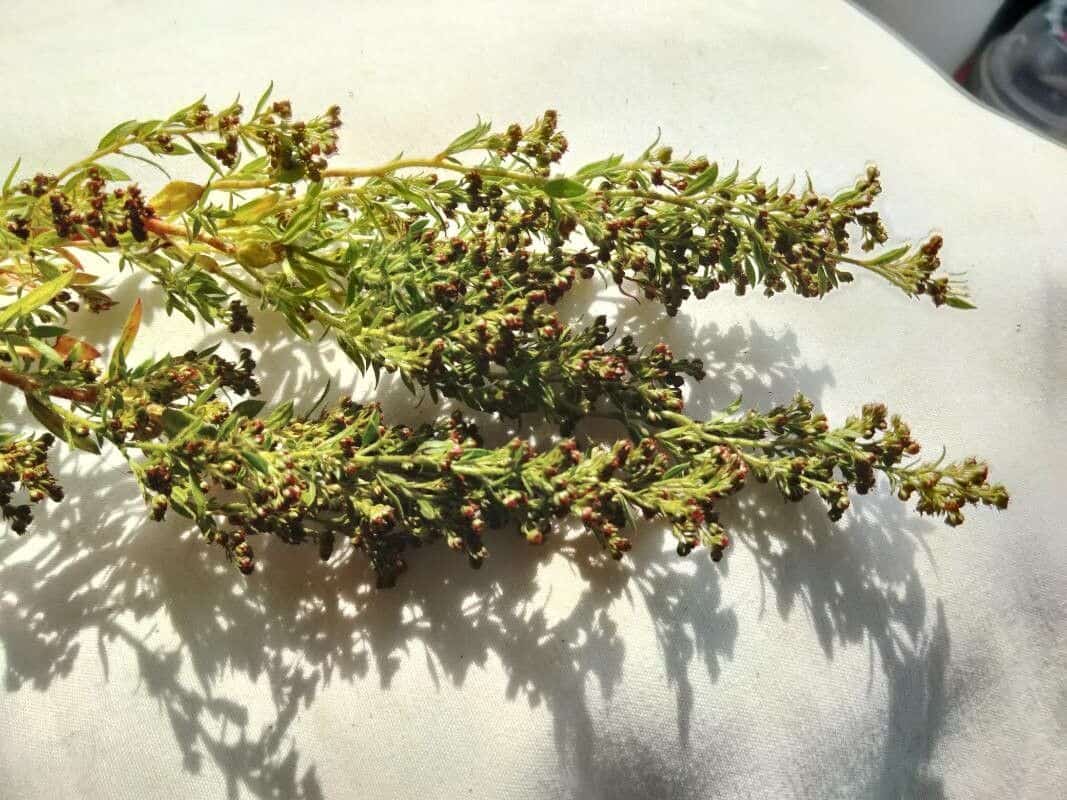 How to Propagate Lechea mucronata - Propagate One