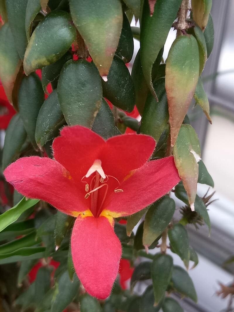 How to Propagate Columnea arguta - Propagate One