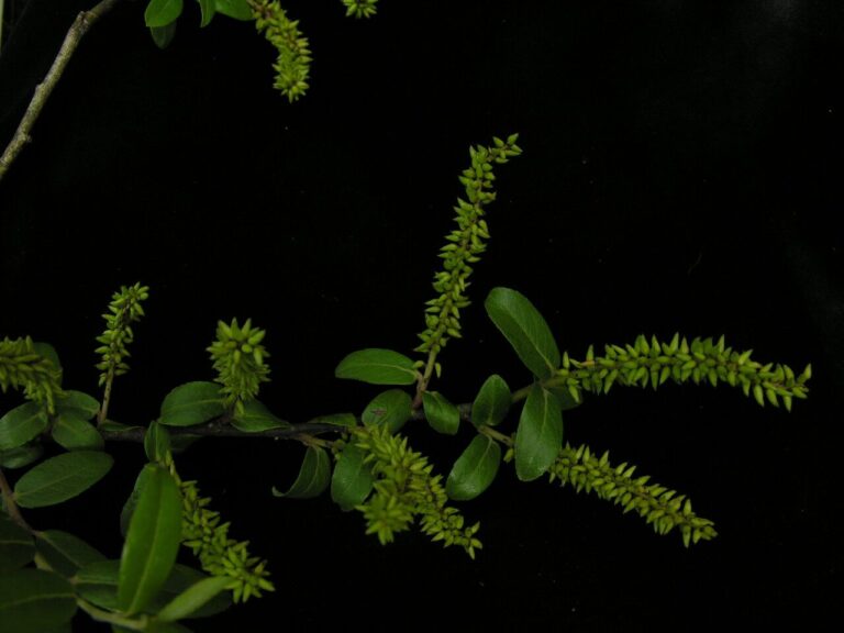 How to Propagate Salix denticulata - Propagate One