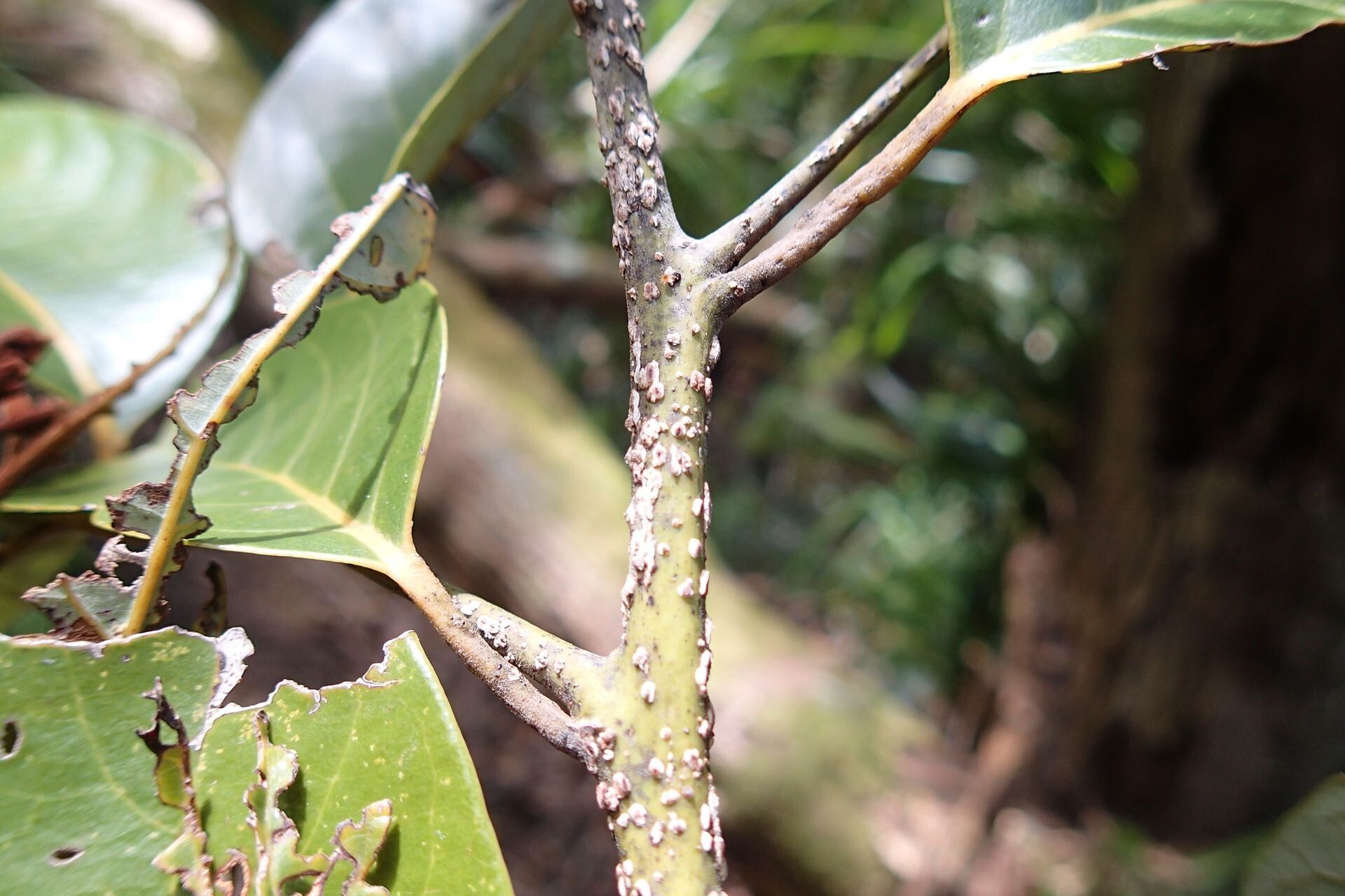 How to Propagate Cryptocarya pluricostata - Propagate One