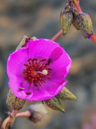 How to Propagate Cistanthe grandiflora - Propagate One