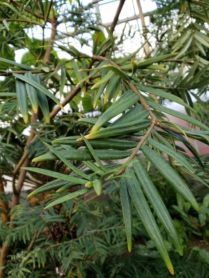 How to Propagate Amentotaxus yunnanensis - Propagate One