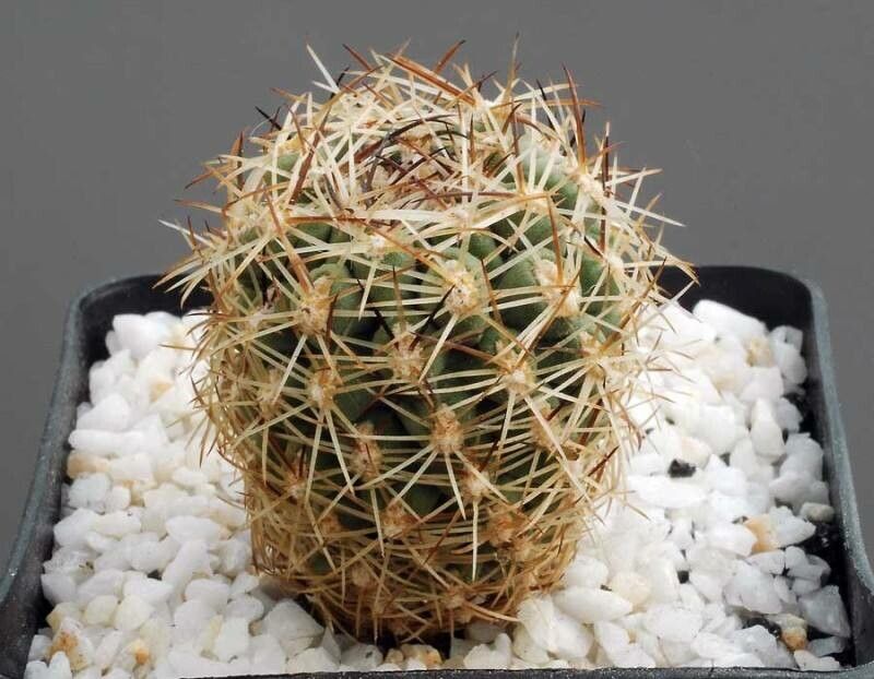 How to propagate How to Propagate Sclerocactus brevispinus
