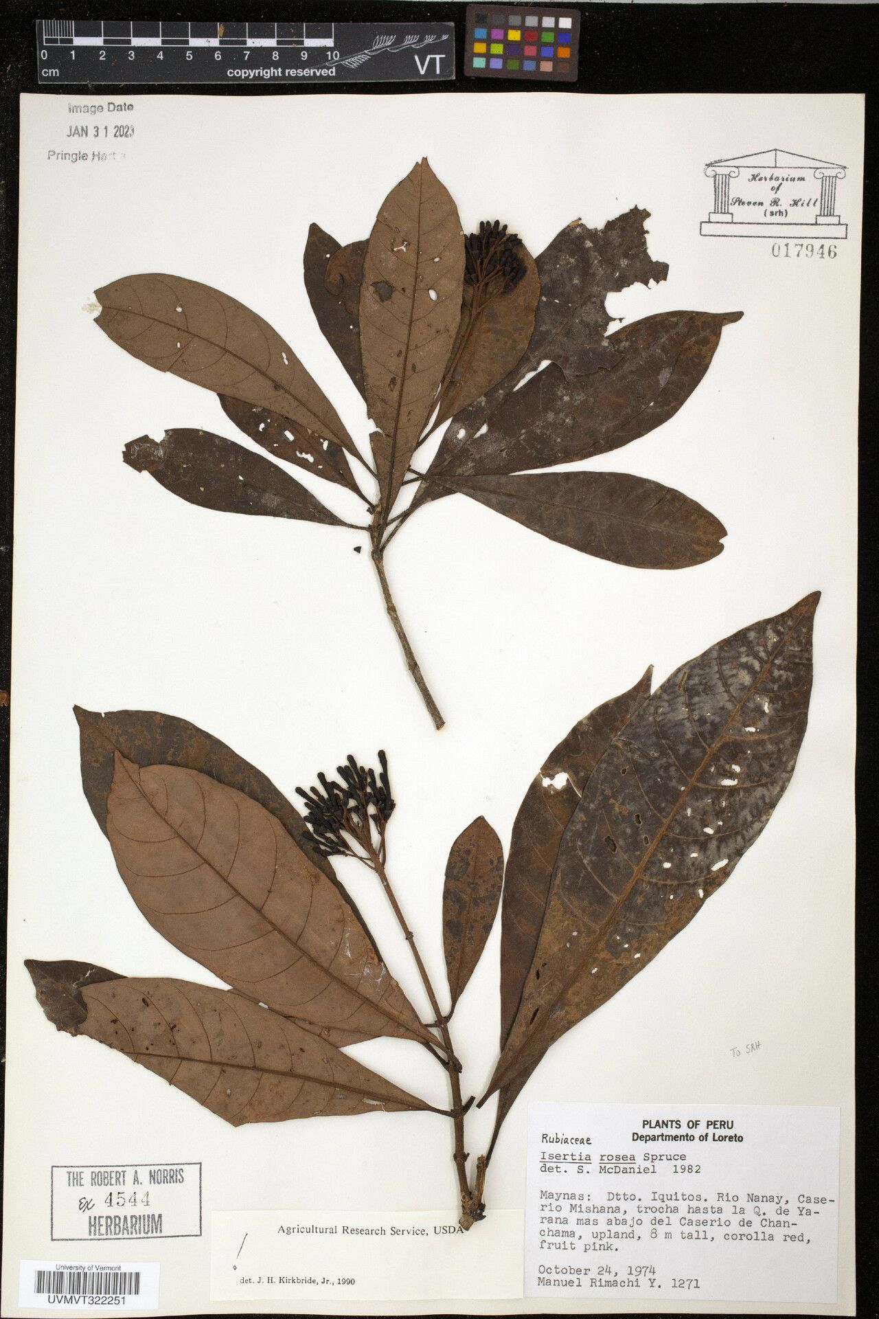 How to Propagate Isertia rosea - Propagate One