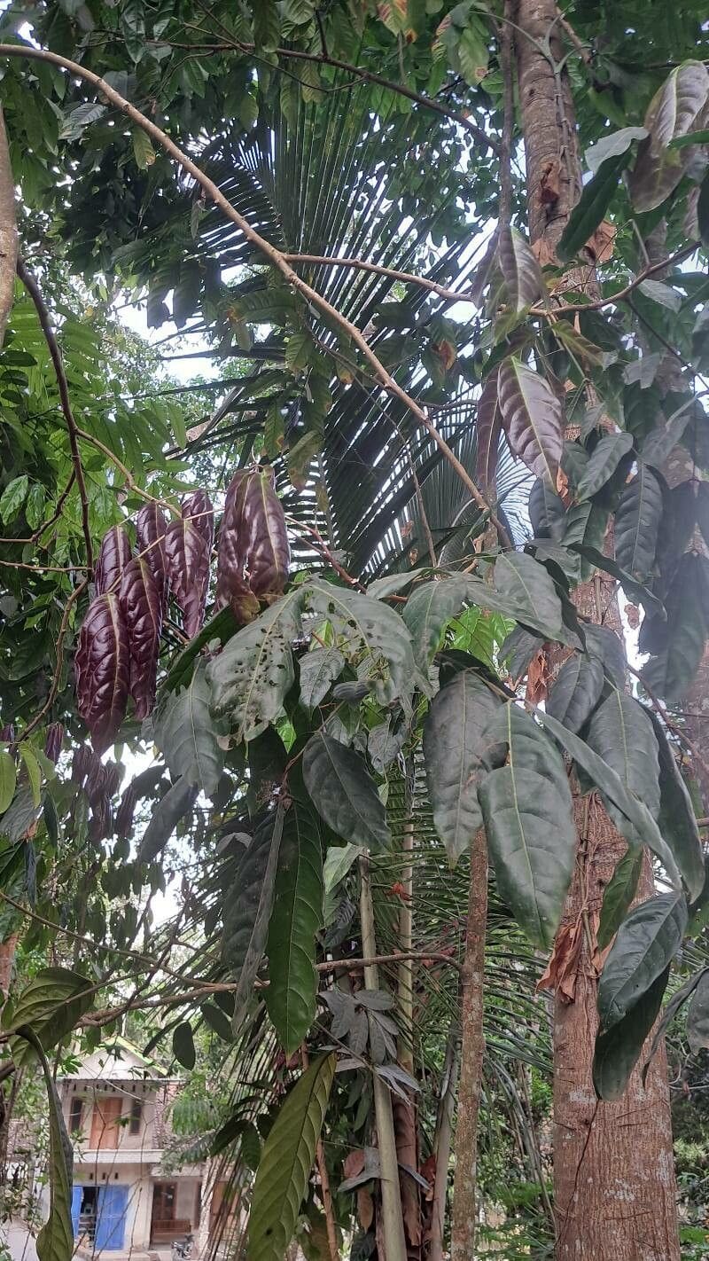 Archidendron jiringa - Propagate One