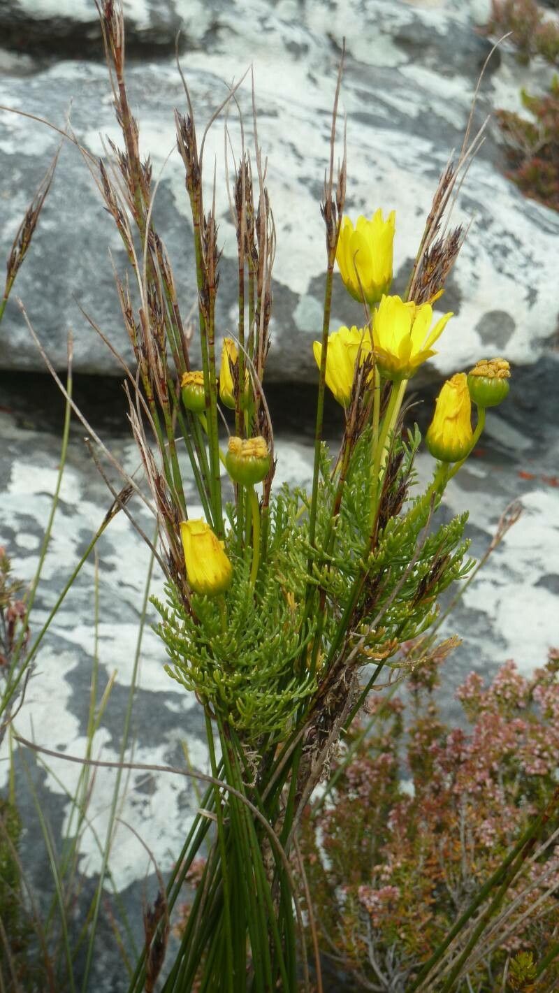 How to Propagate Euryops abrotanifolius - Propagate One