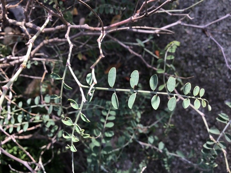 How to Propagate Corethrodendron multijugum - Propagate One