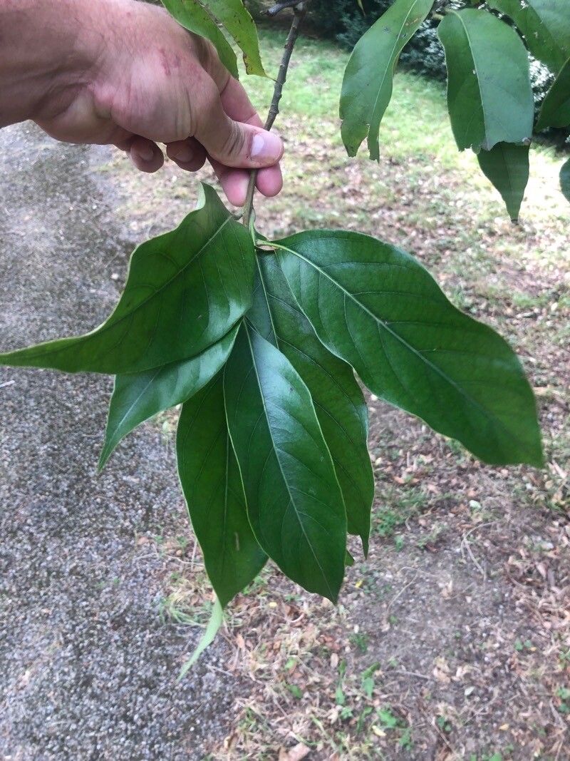 How to Propagate Lithocarpus dealbatus - Propagate One