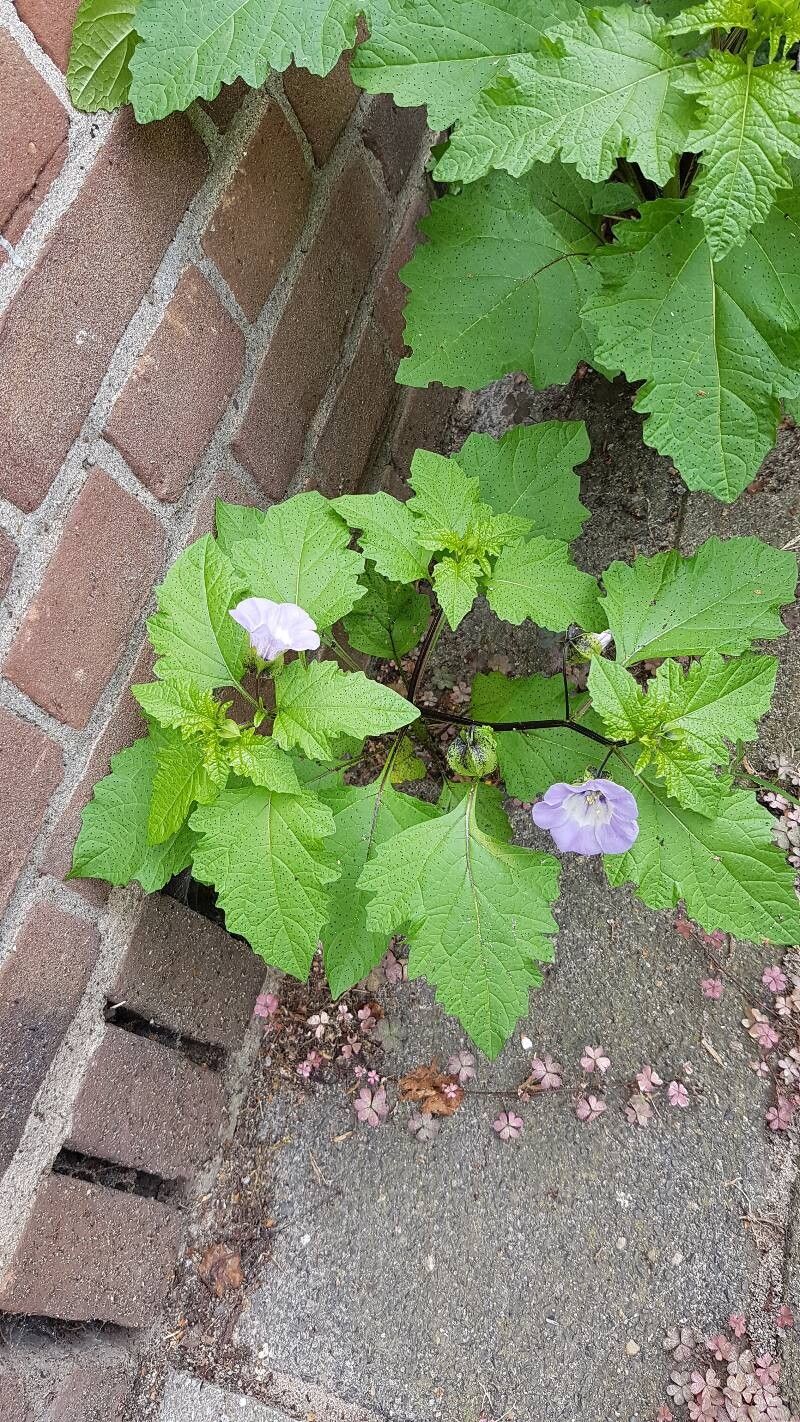 How to Propagate Nicandra physalodes - Propagate One