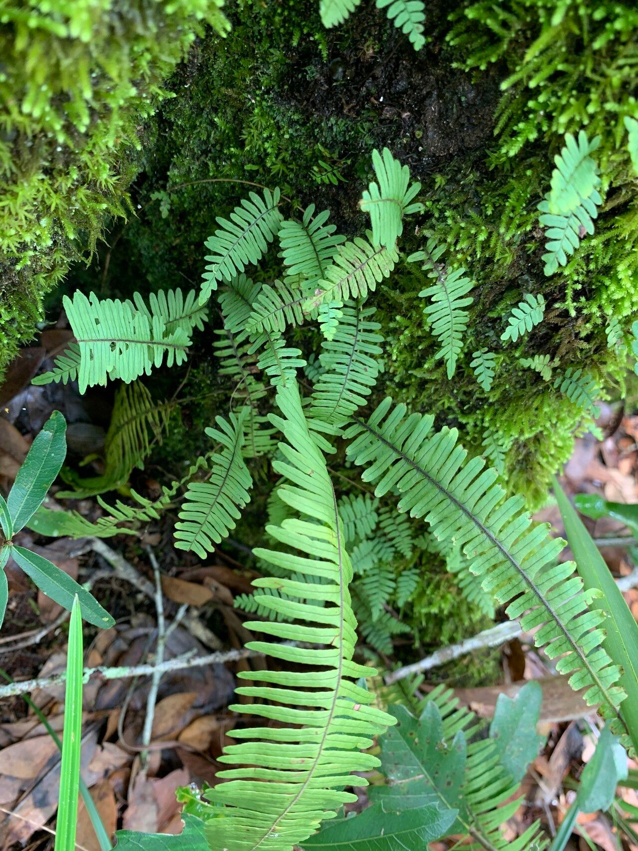 How to Propagate Pecluma plumula - Propagate One