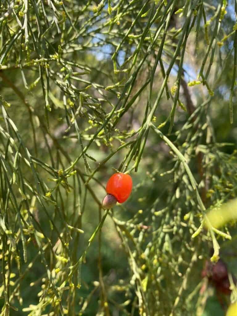 Exocarpos cupressiformis - Propagate One