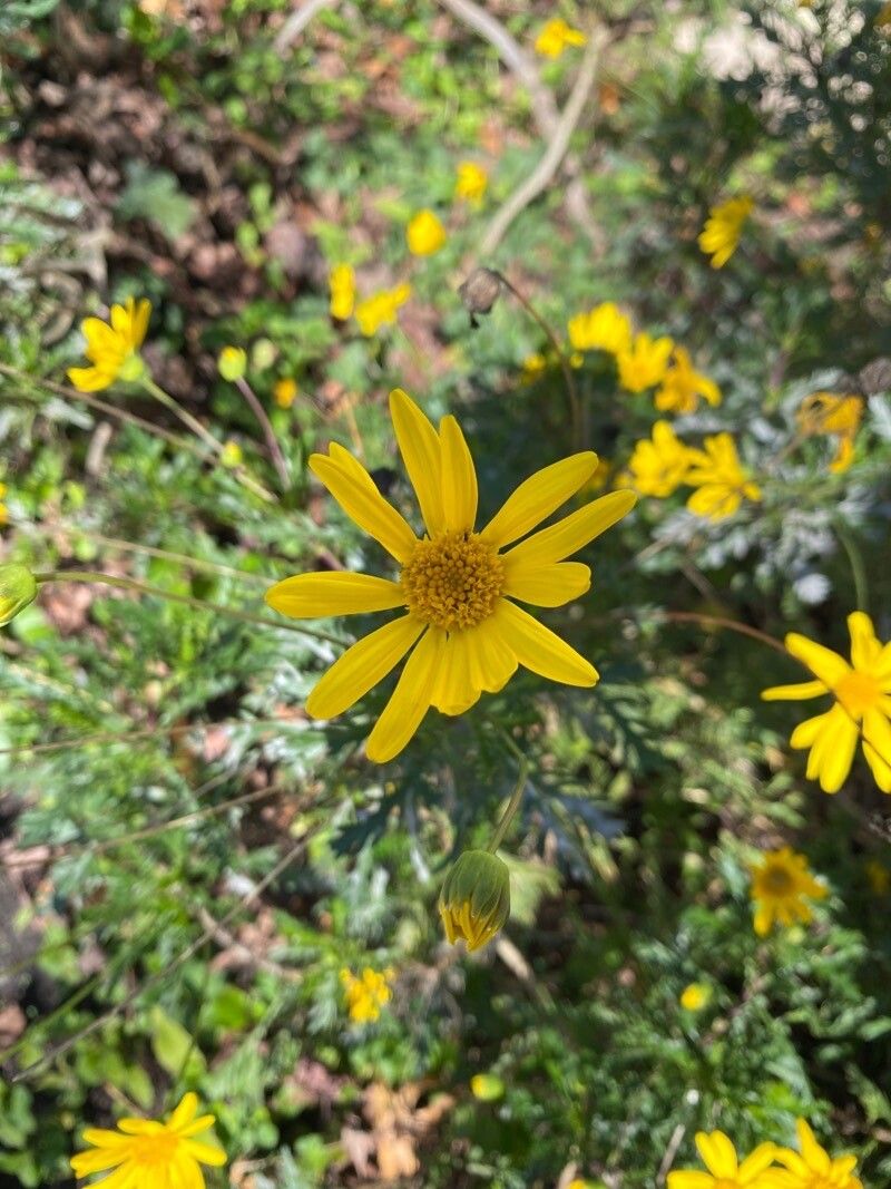 How to Propagate Coreopsis maritima - Propagate One