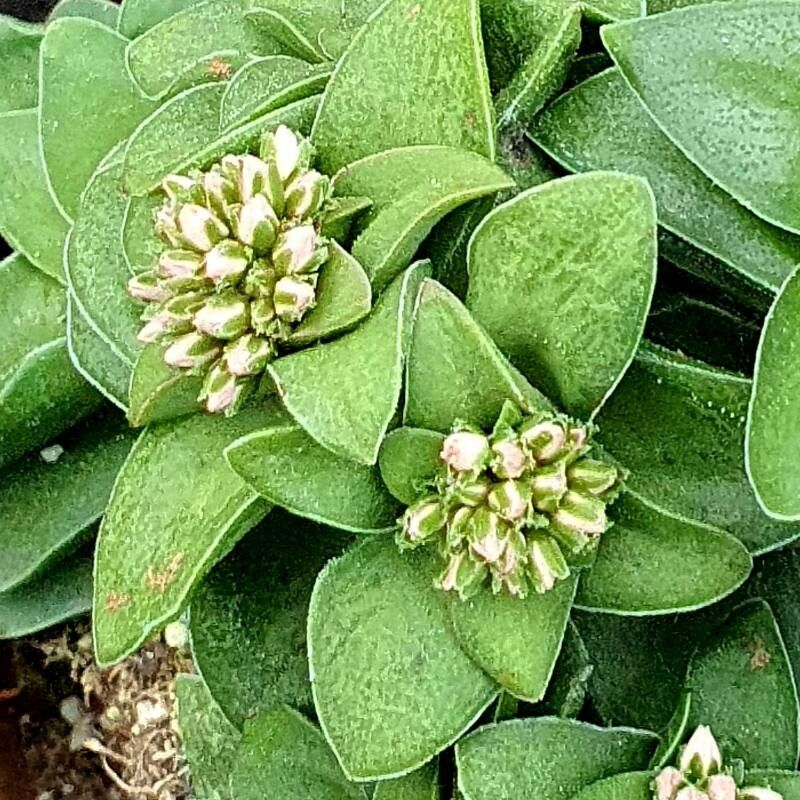 How to Propagate Telephium imperati - Propagate One