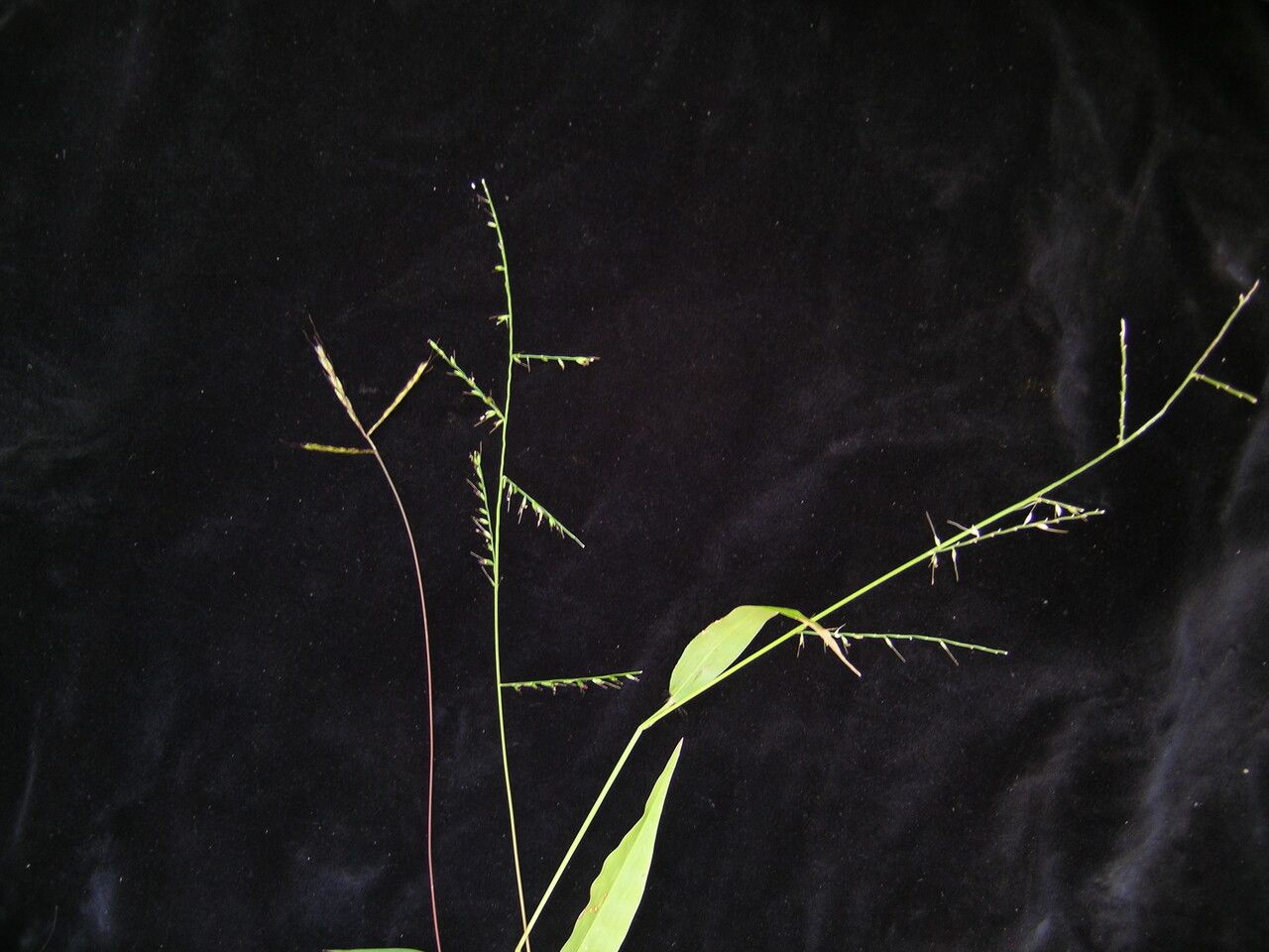 How to Propagate Microstegium fasciculatum - Propagate One