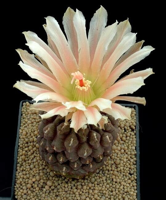 How to Propagate Eriosyce fulva - Propagate One