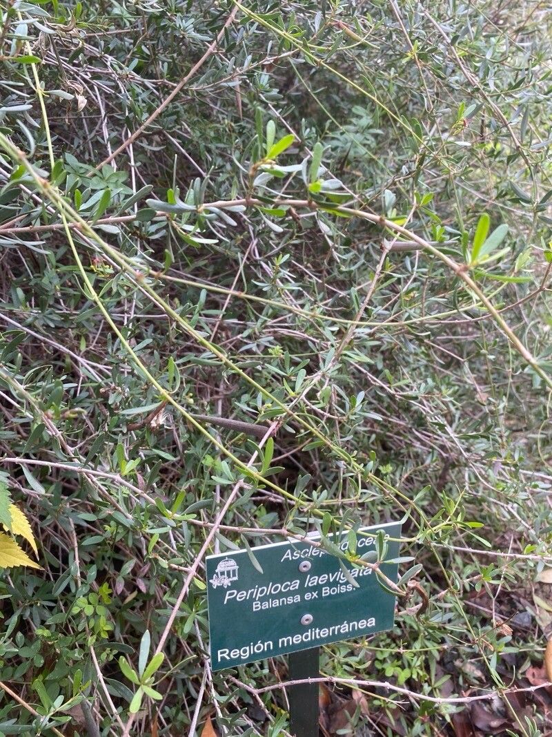 How to Propagate Periploca laevigata - Propagate One