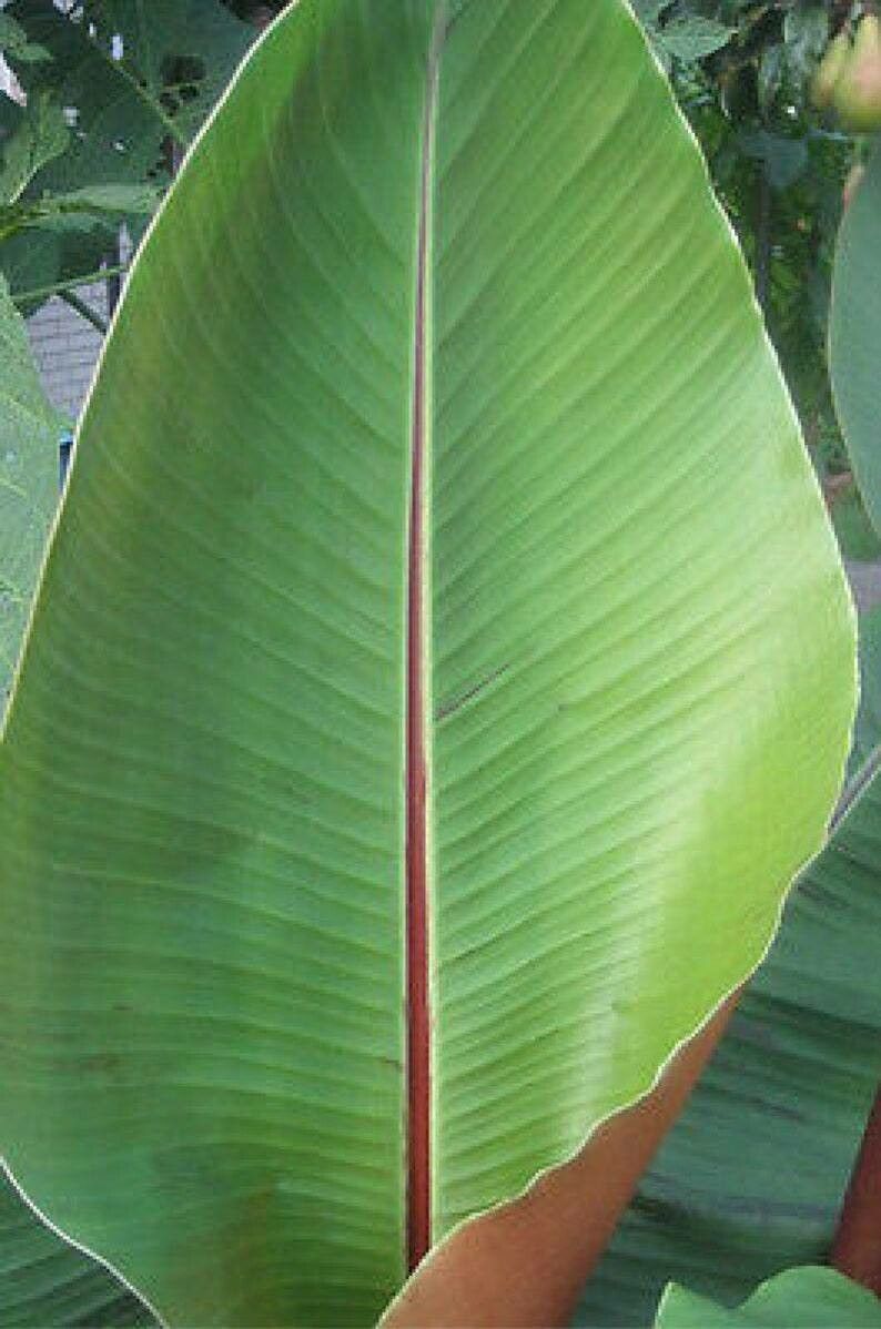 How to Propagate Musa sikkimensis - Propagate One