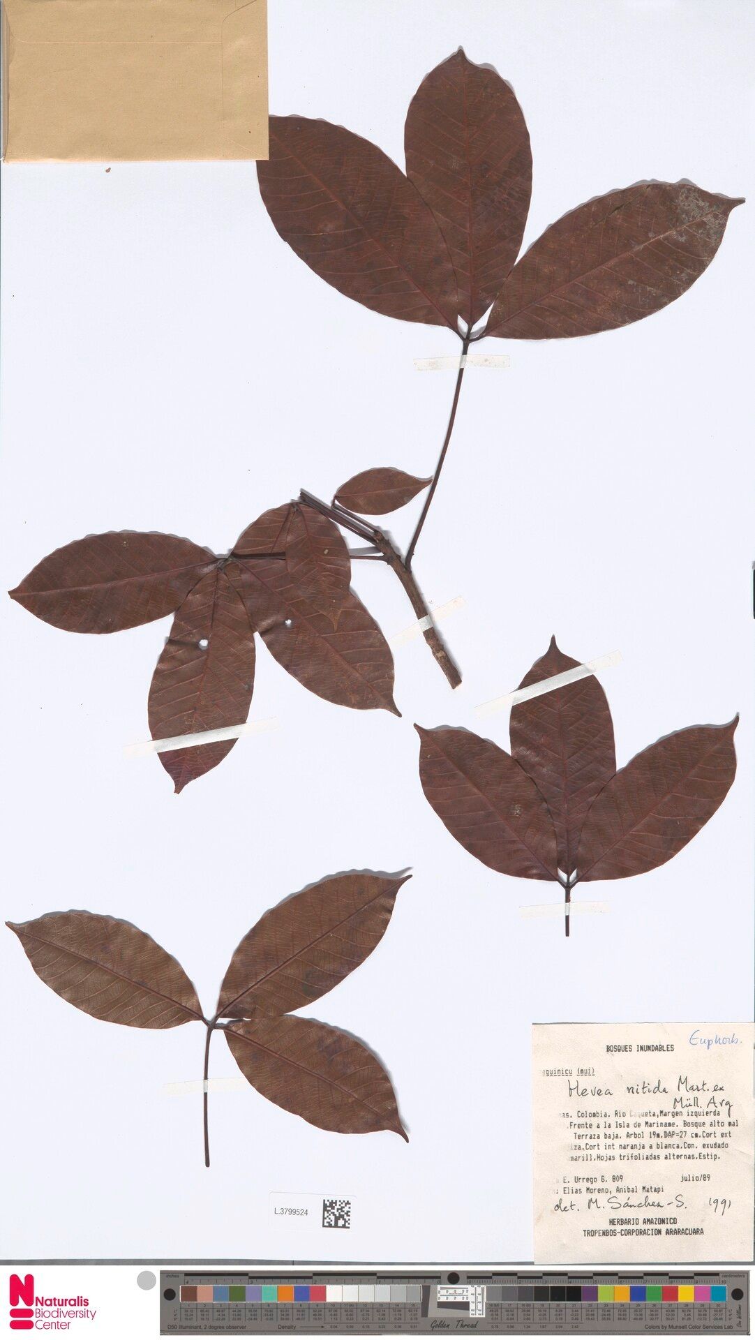 How to Propagate Hevea nitida - Propagate One