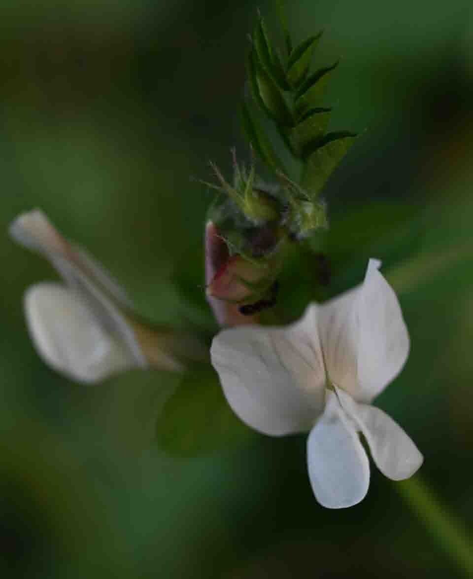 How to Propagate Ornithopus sativus - Propagate One
