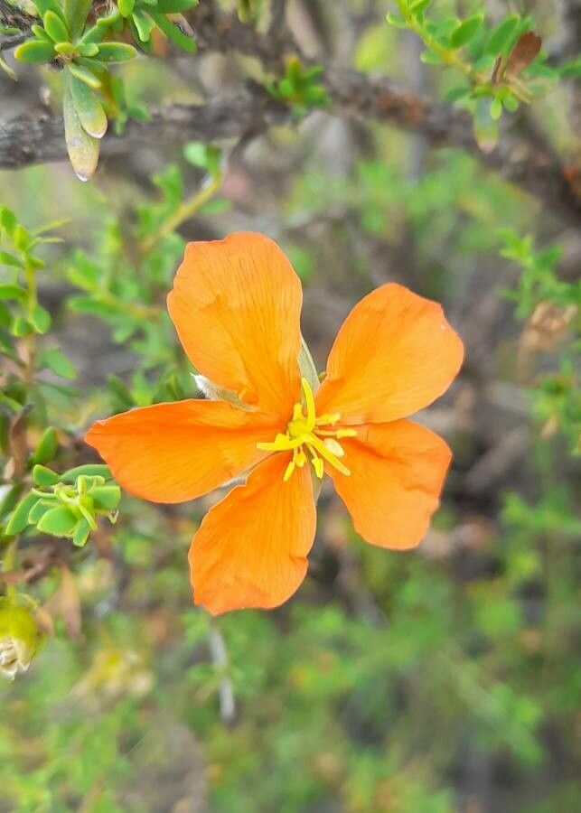 How to Propagate Balbisia miniata - Propagate One