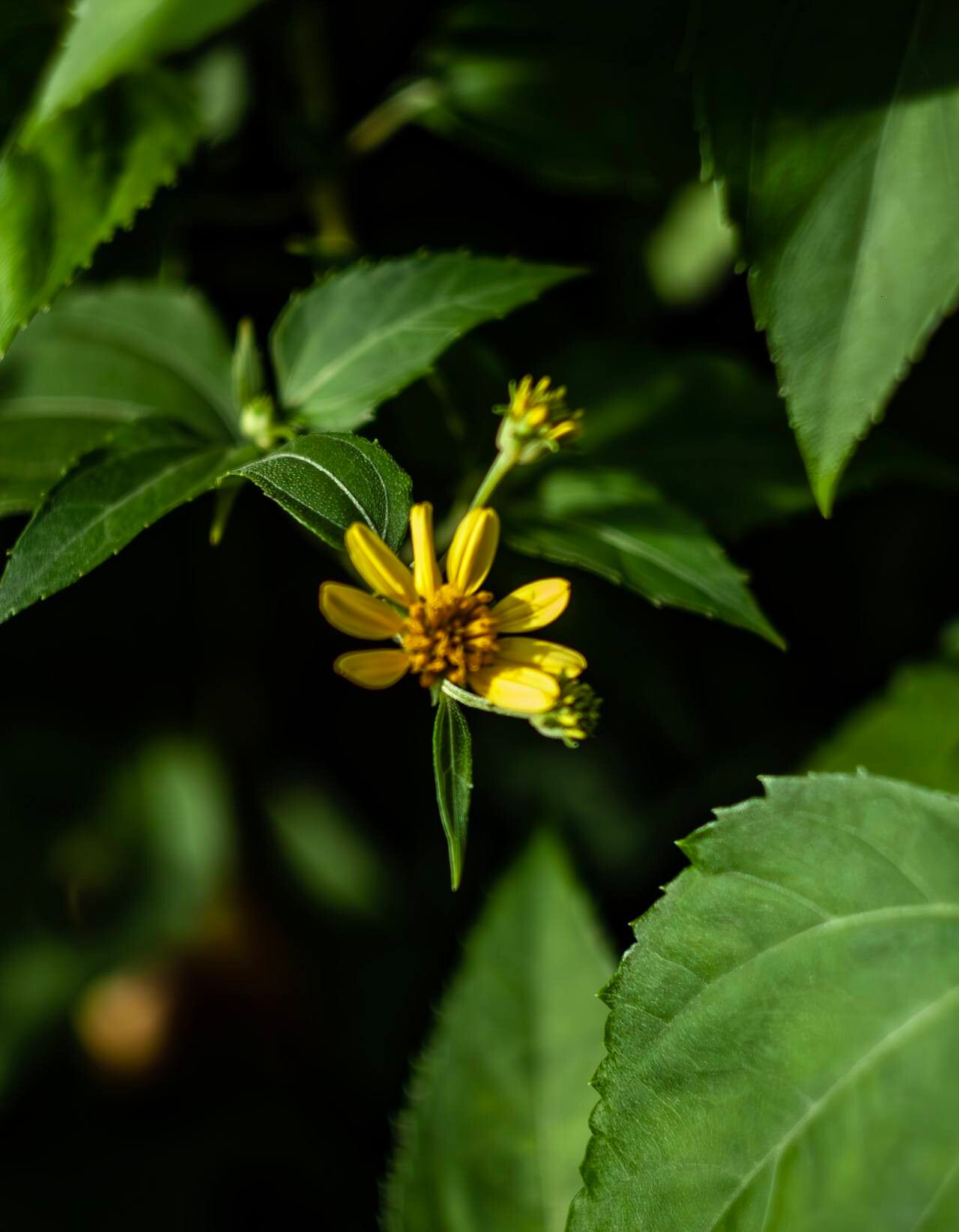 How to Propagate Wollastonia biflora - Propagate One