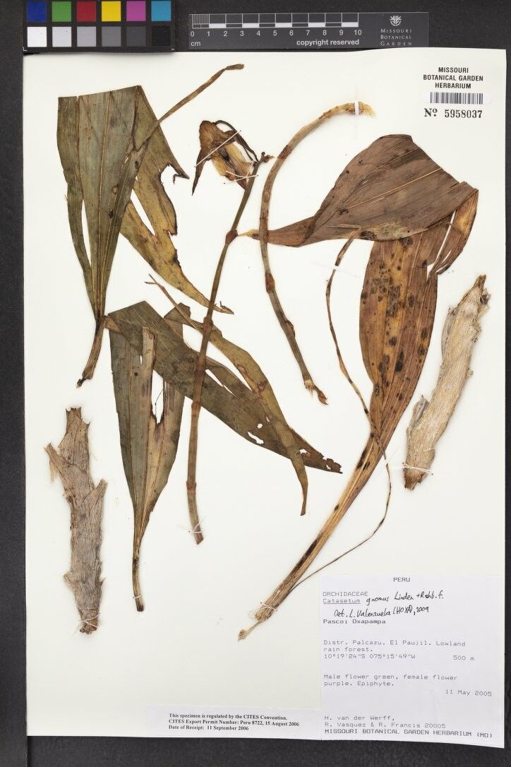 How to Propagate Catasetum gnomus - Propagate One